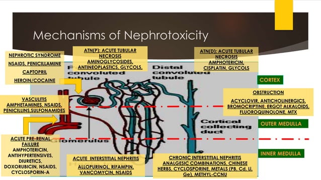 Nephrotoxic drugs | PPT