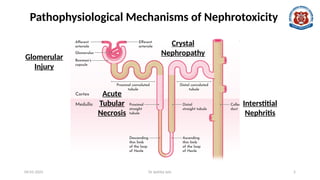 Nephrotoxic Drugs by Dr Ipshita Jain.pptx