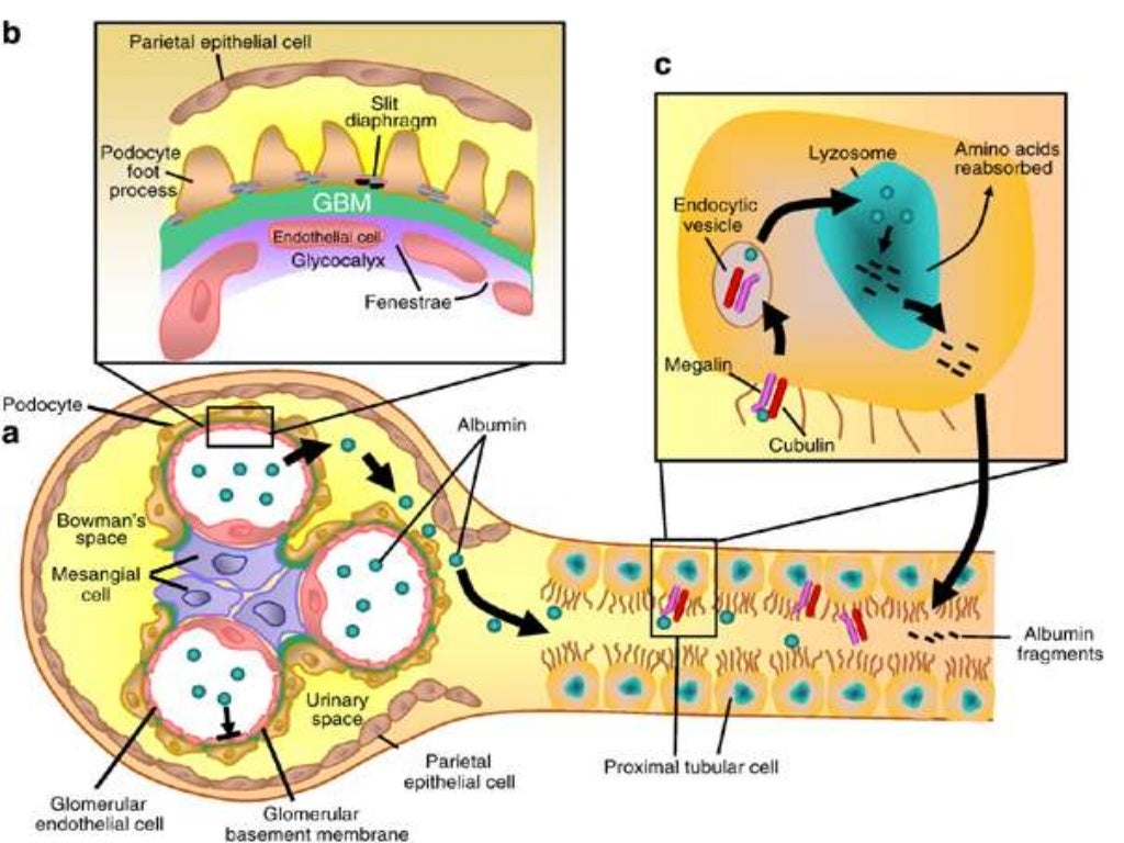 Nephrotoxicity eman 2013