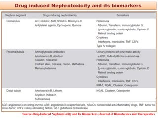 Tests for Nephrotoxicity and its Biomarkers | PPTX