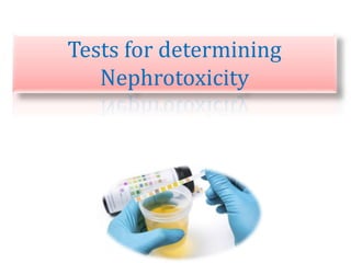Tests for Nephrotoxicity and its Biomarkers | PPTX