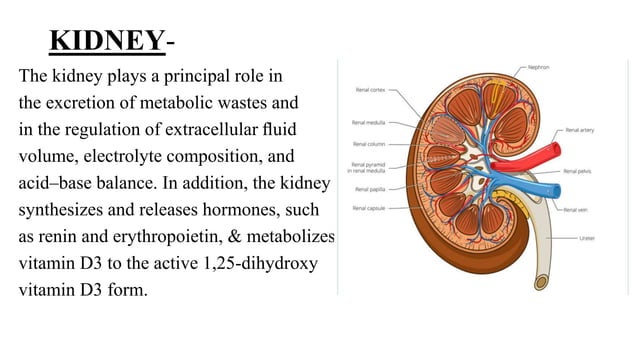 Nephrotoxicology - Toxic Responses of the Kidney | PPTX | Biological ...