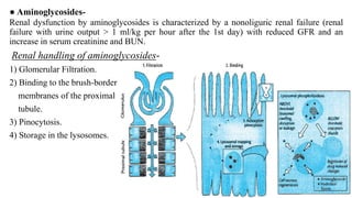 Nephrotoxicology - Toxic Responses of the Kidney | PPTX