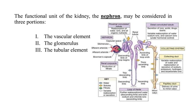 Nephrotoxicology - Toxic Responses of the Kidney | PPTX | Biological ...