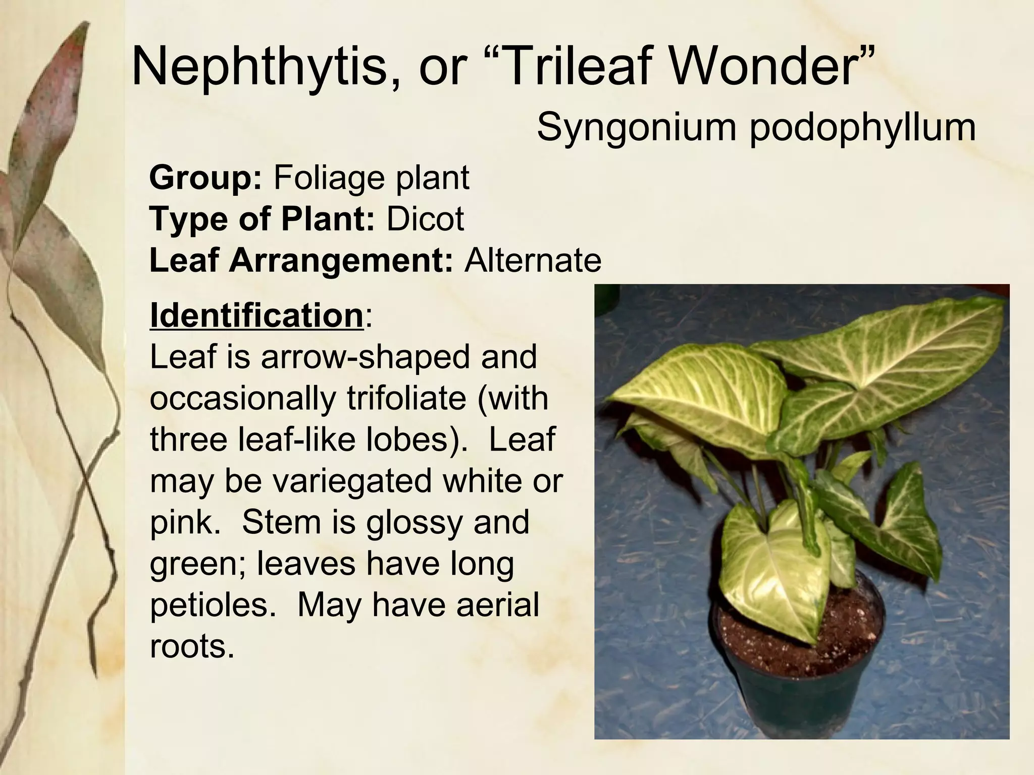 Nephthytis Show | PPT