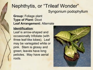 Nephthytis Show | PPT