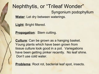 Nephthytis Show | PPT