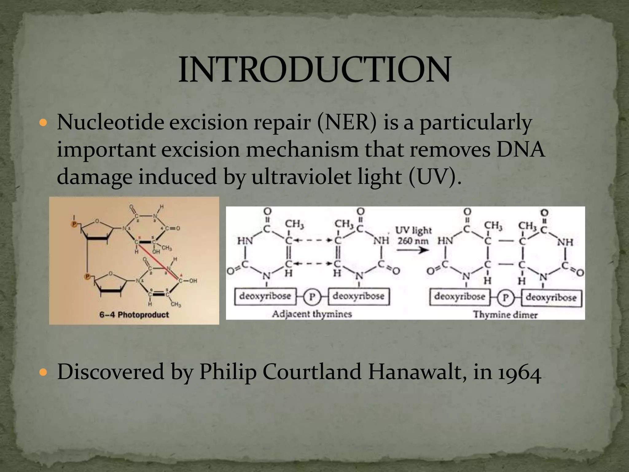 Nucleotide excision repair | PPTX