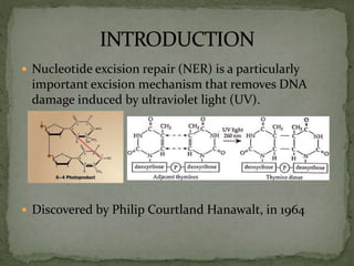 Nucleotide excision repair | PPTX