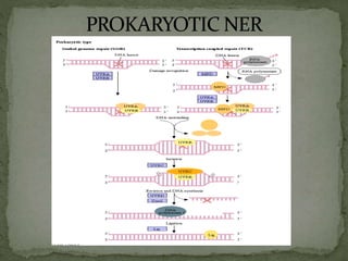 Nucleotide Excision Repair In Prokaryotes