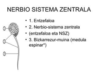 Nerbio sistema power point | PPT