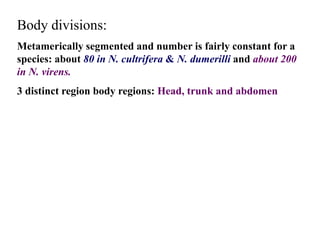 Nereis Type Study for BSc 1st semester.ppt