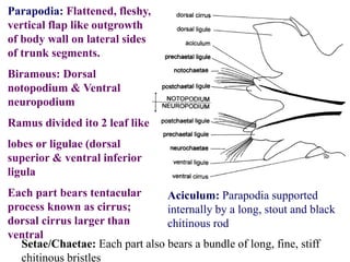 Nereis Type Study for BSc 1st semester.ppt