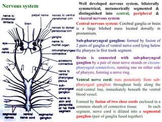 Nereis Type Study for BSc 1st semester.ppt