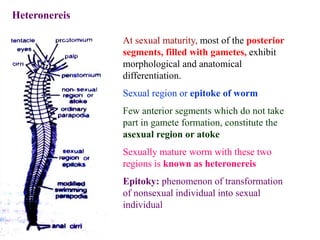Nereis Type Study for BSc 1st semester.ppt