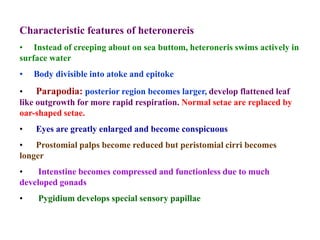 Nereis Type Study for BSc 1st semester.ppt