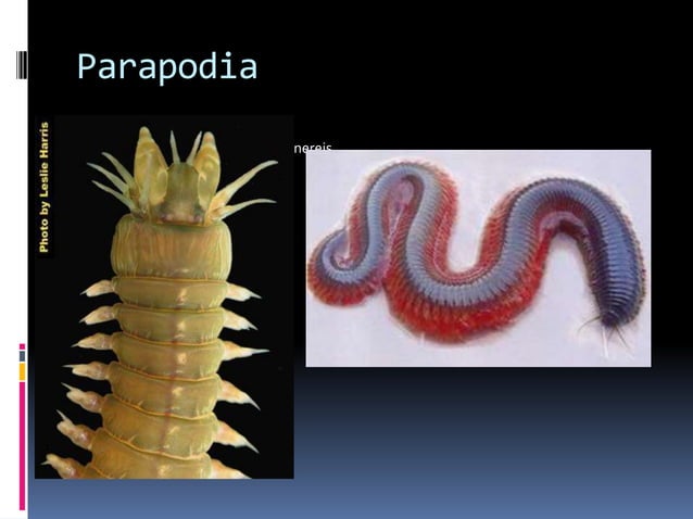 Nereis Type Study for BSc 1st semester.ppt | Digestive Disorders ...