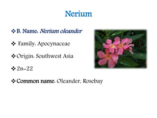 Nerium and Celosia.pptx