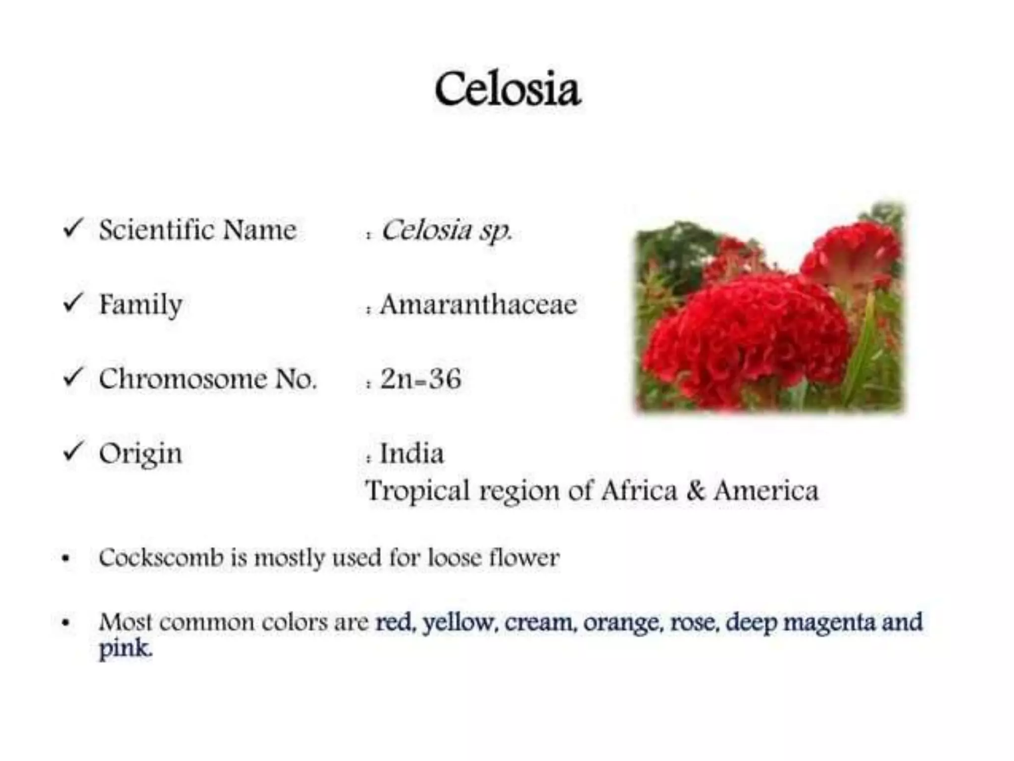 Nerium and celosia PPT.pptx