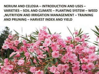 Nerium and celosia PPT.pptx