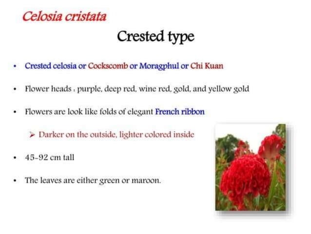 Nerium and celosia PPT.pptx