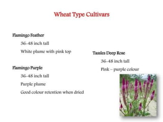 Nerium and celosia PPT.pptx