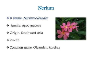 Nerium and celosia PPT.pptx