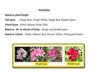 Nerium and celosia PPT.pptx