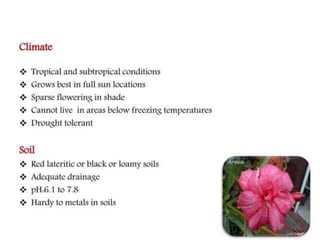 Nerium and celosia PPT.pptx