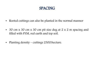 Nerium and celosia PPT.pptx