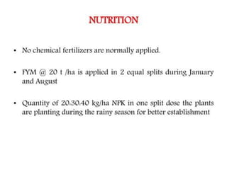 Nerium and celosia PPT.pptx