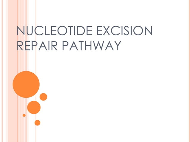 NER pathway | PPTX