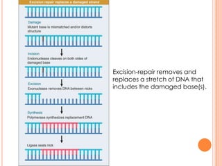 NER pathway | PPTX