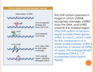 NER pathway | PPTX