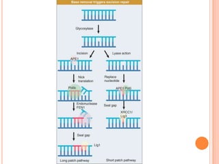NER pathway | PPTX