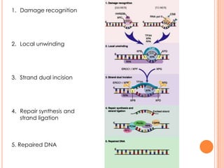 NER pathway | PPTX