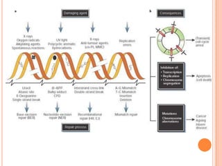 NER pathway | PPTX