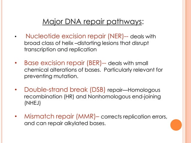 NER pathway | PPTX