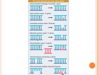 NER pathway | PPTX