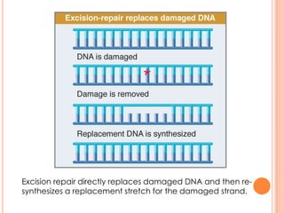 NER pathway | PPTX