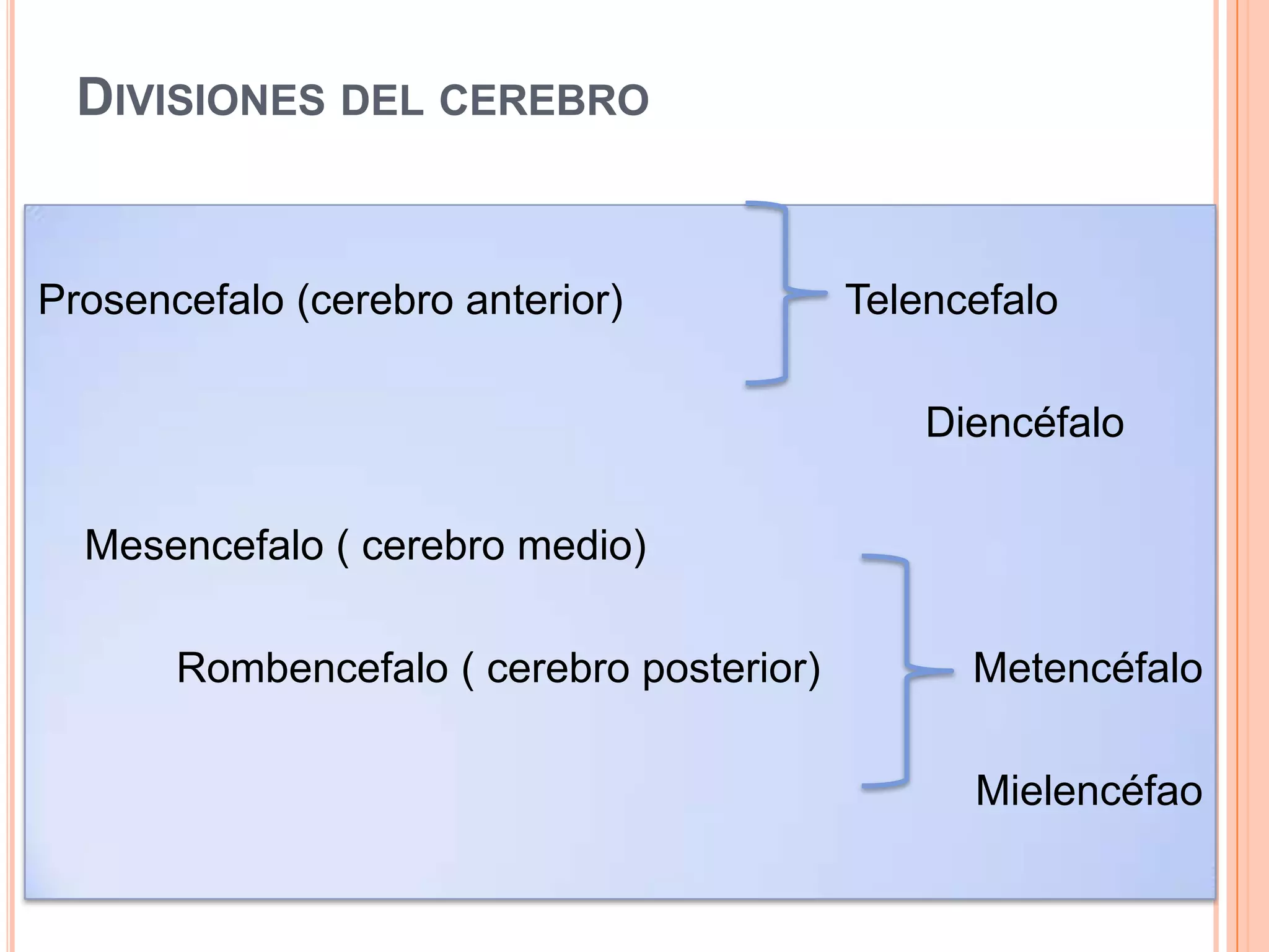 el cerebro y capas de la corteza cerebral | PPTX