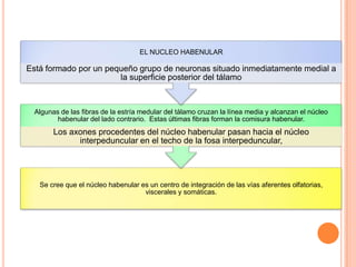 el cerebro y capas de la corteza cerebral | PPTX