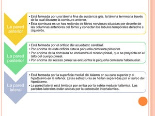 el cerebro y capas de la corteza cerebral | PPTX