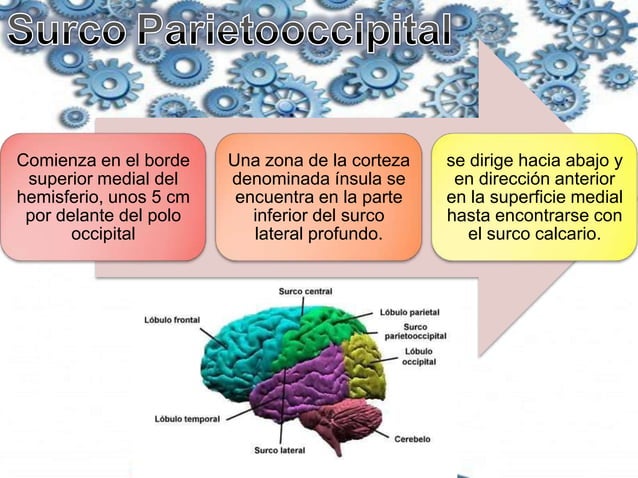 el cerebro y capas de la corteza cerebral | PPTX