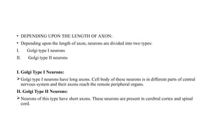 THE NERVE - neurons, structure, division | PPTX
