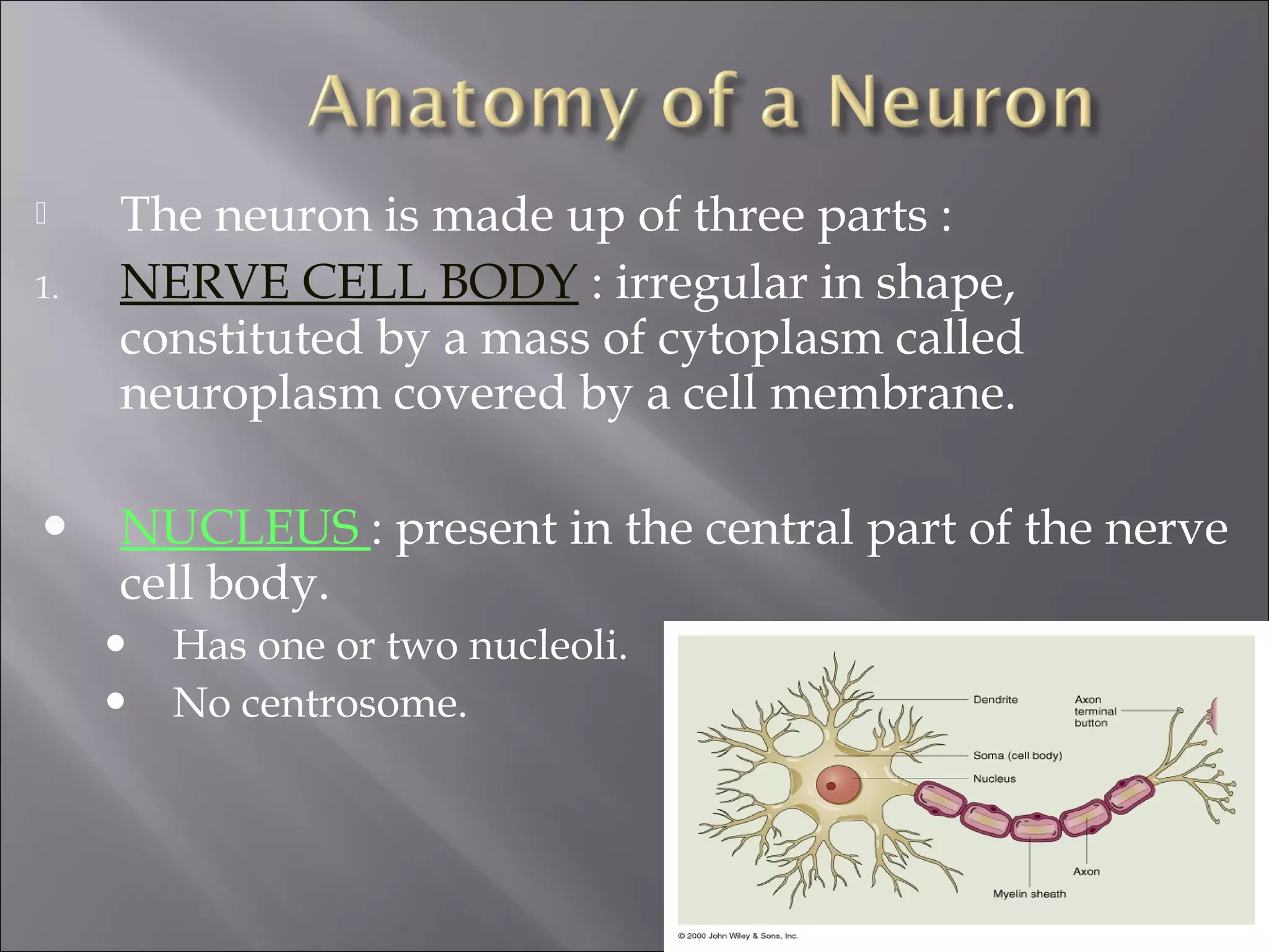 Nerve. ppt | PPT