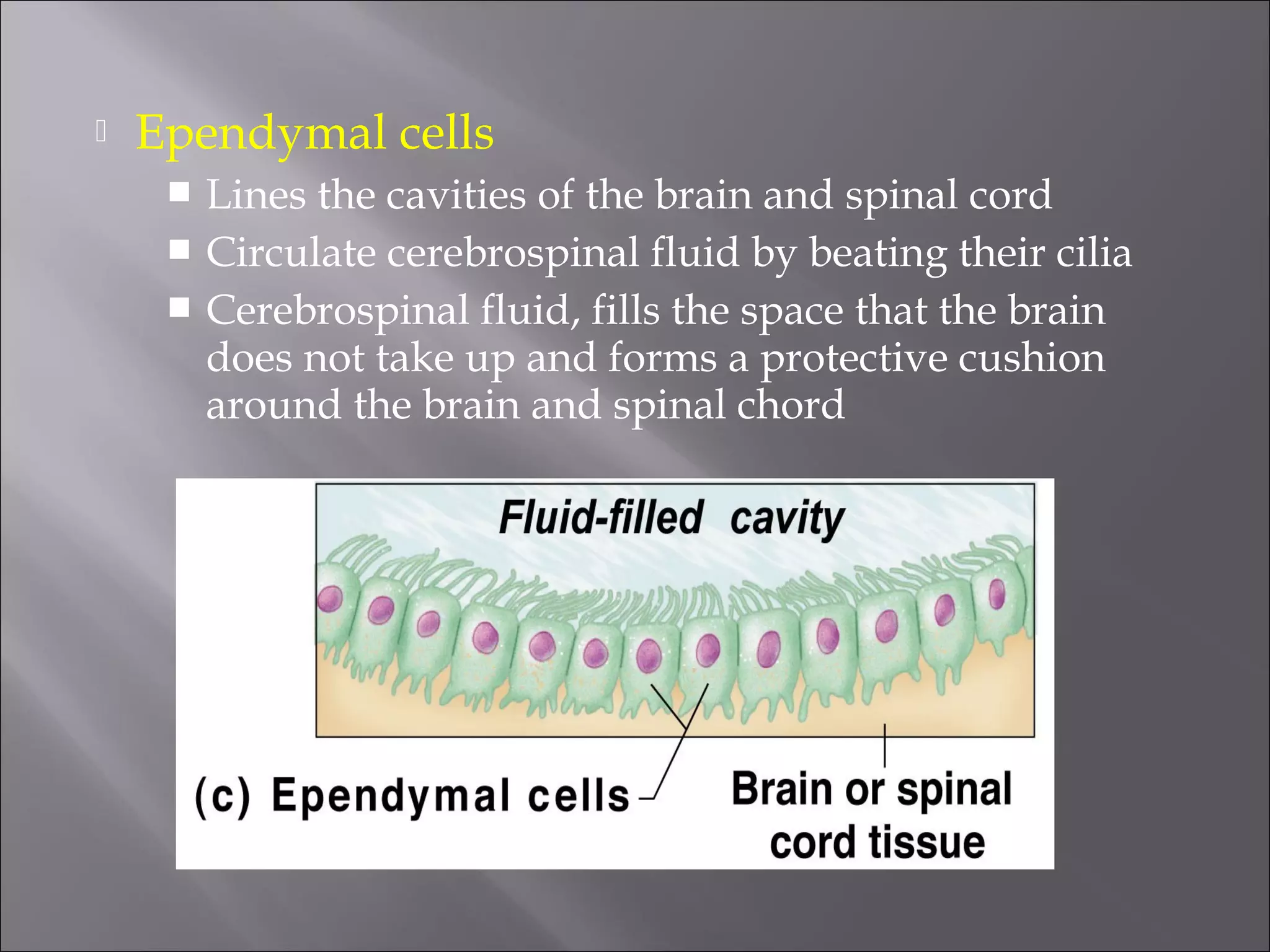 Nerve. ppt | PPT
