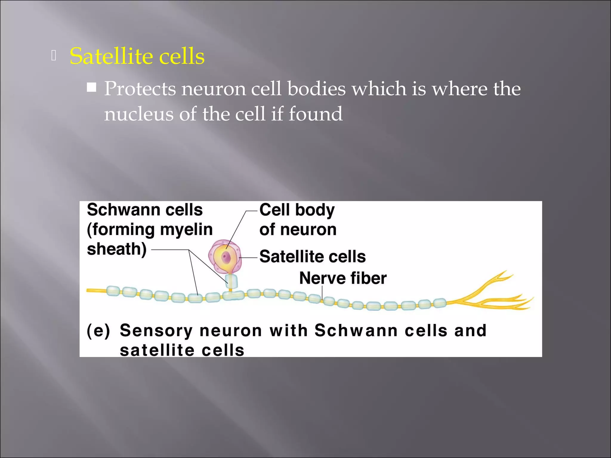 Nerve. ppt | PPT