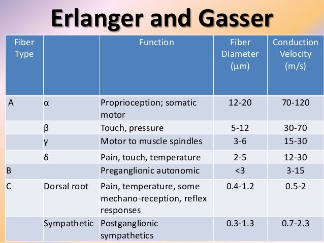 Regeneration Of Nerve Fibers