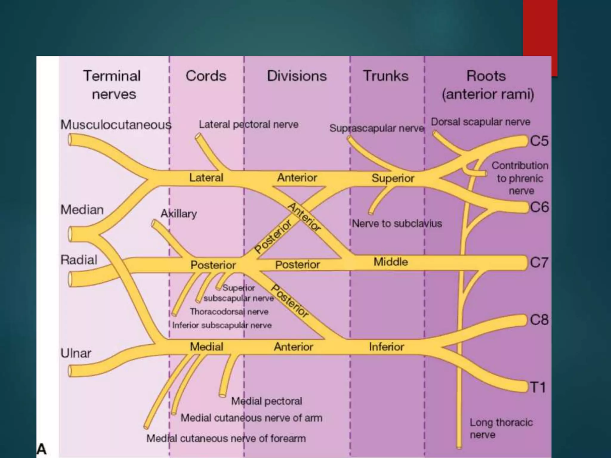 Upper Limb Nerve Anatomy | PPTX